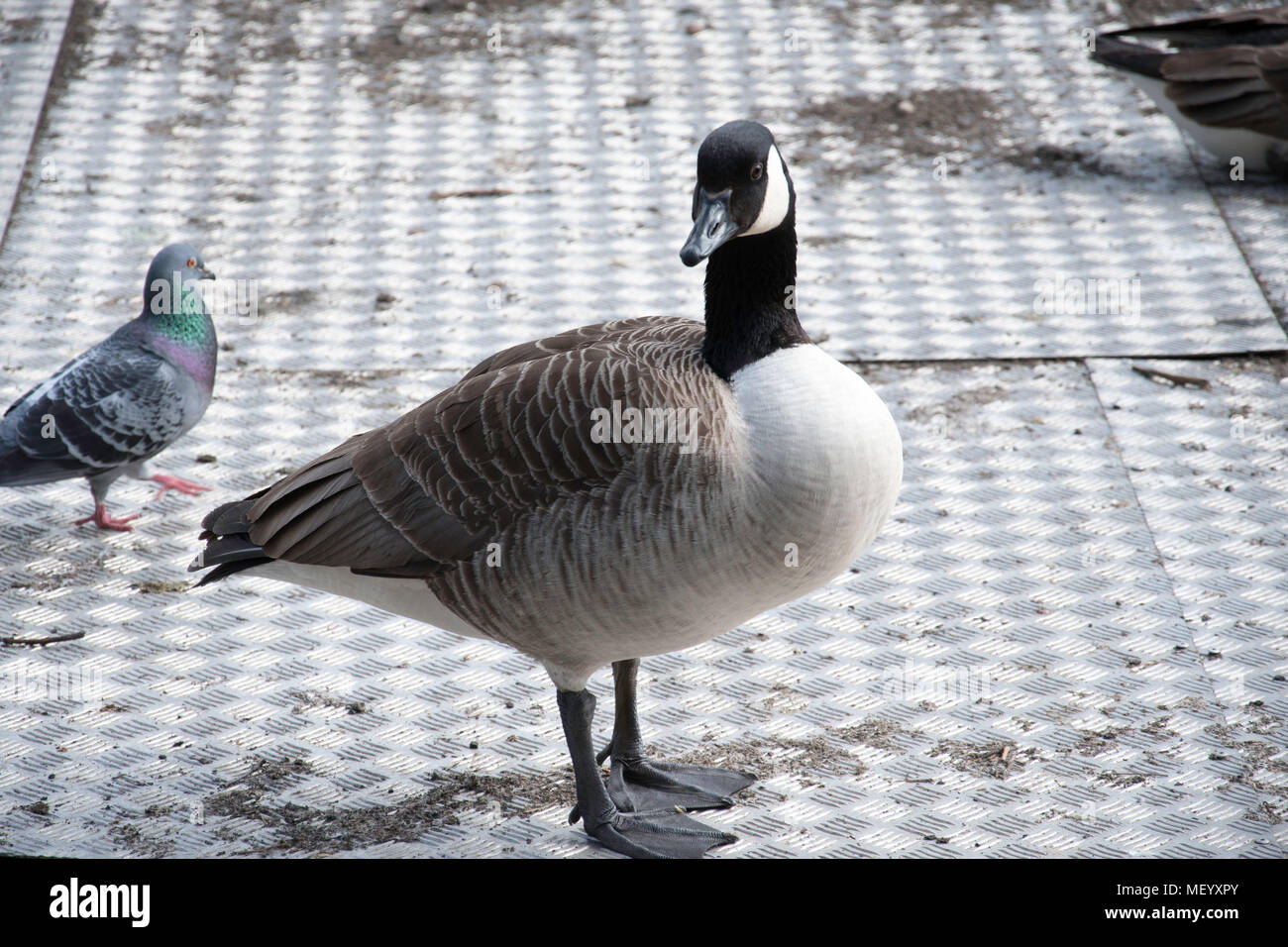 Duck and a pigeon standing , close up of duck Stock Photo - Alamy