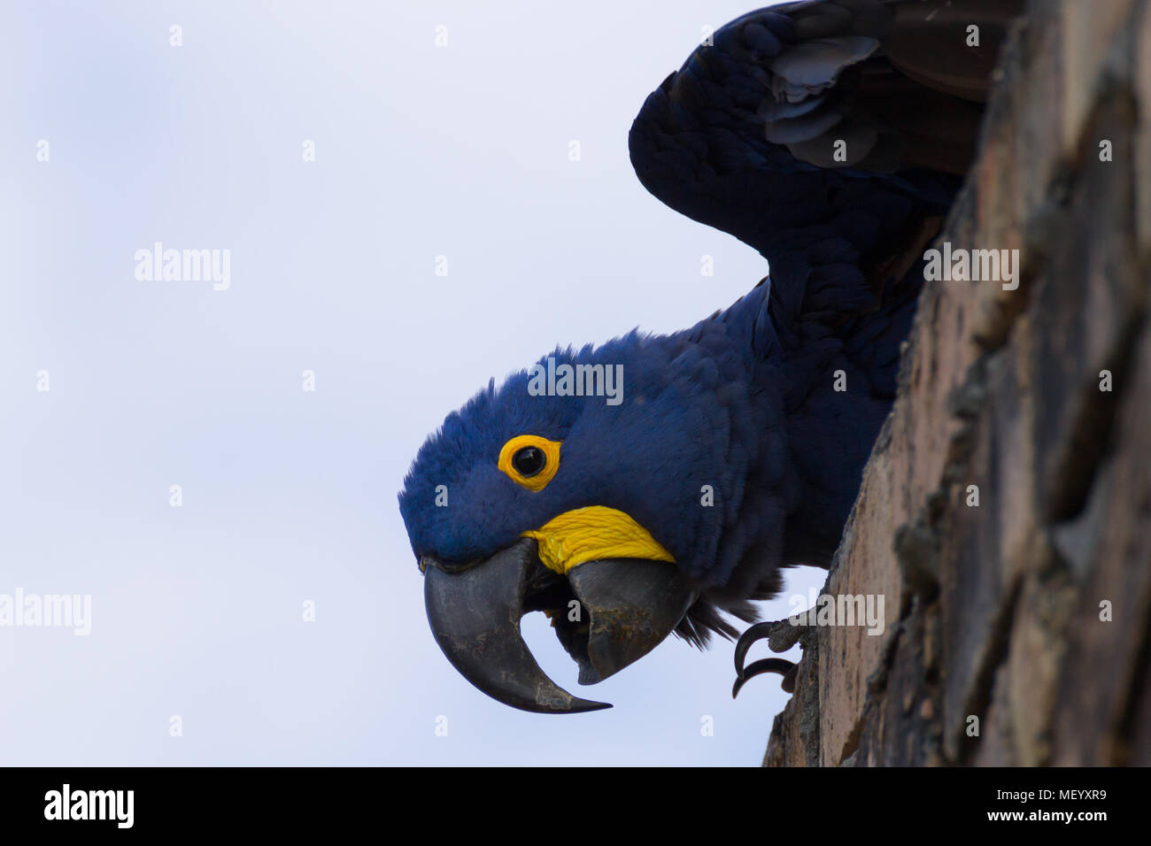 Hyacinth macaw close up from Pantanal, Brazil. Brazilian wildlife ...