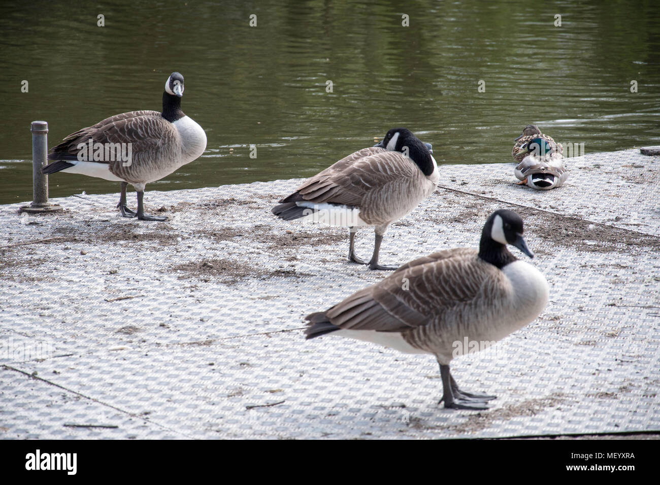 4 Ducks by water, 3 standing ducks, one duck sitting down Stock Photo ...