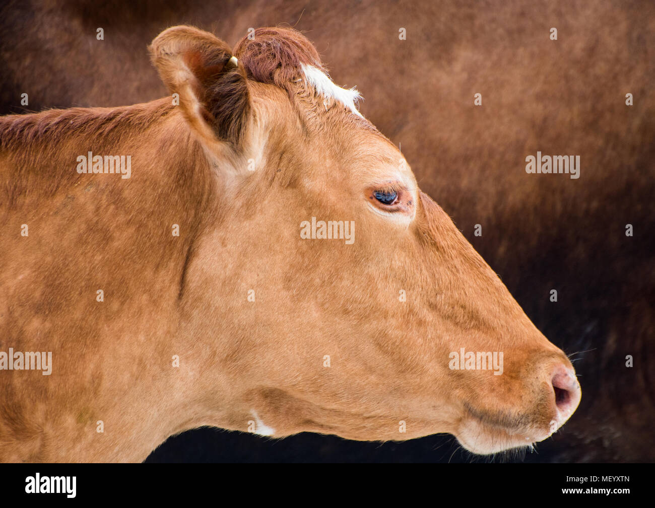 Guernsey cows, both Golden and Red (Brown). Profiles and close ups ...