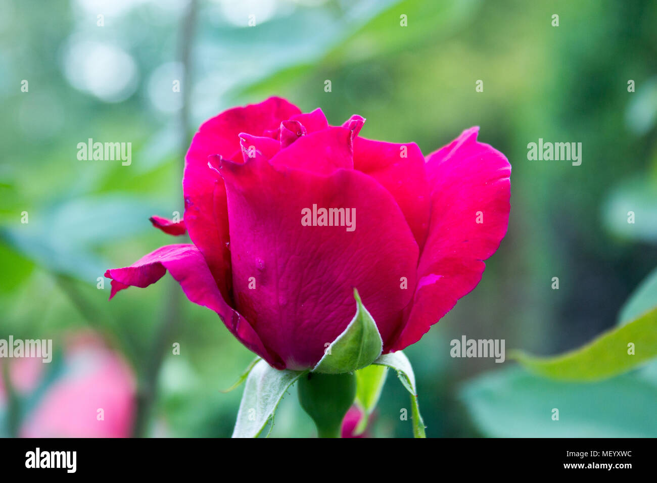 Red rose in the garden and leaves Stock Photo - Alamy