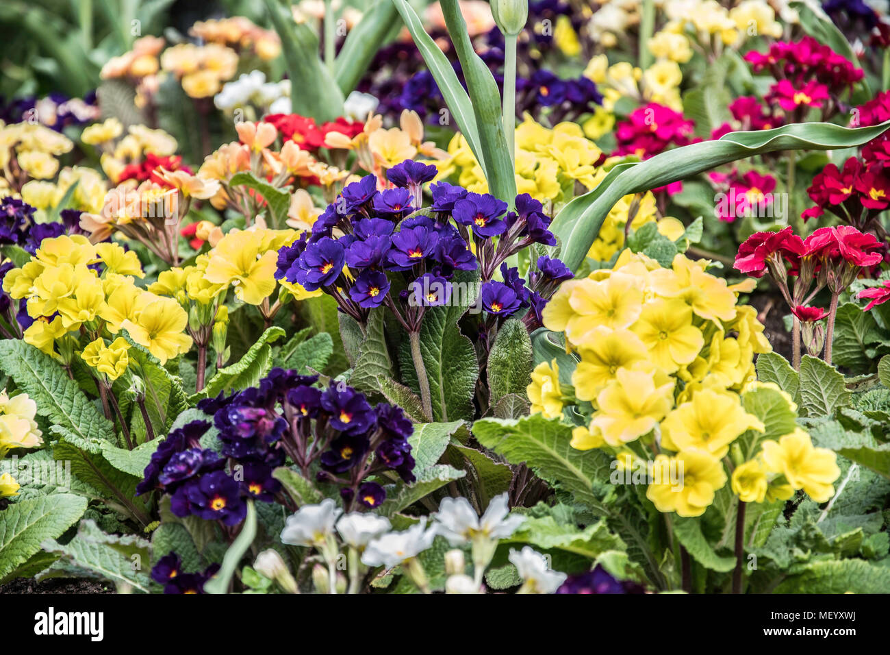 collection of colorful flowers, bunches of flowers in different colors ...