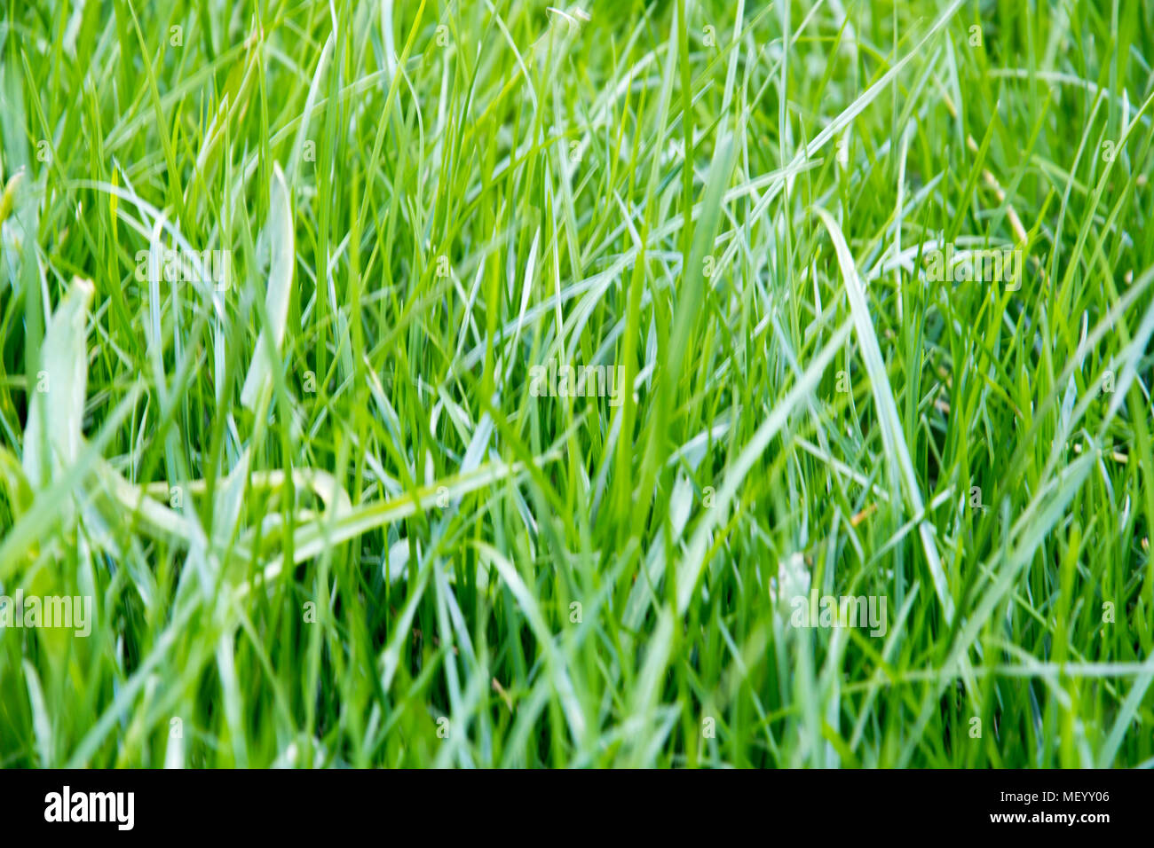fresh green grass isolated Stock Photo - Alamy