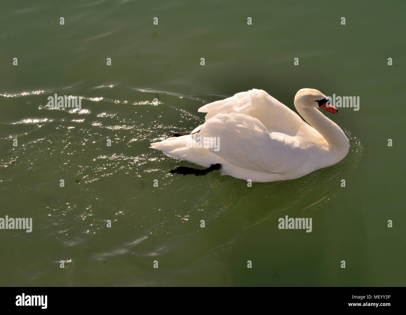 Curled beak hi-res stock photography and images - Alamy