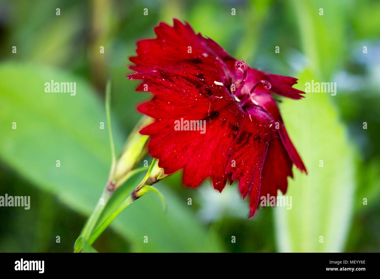 Red carnation - Dianthus caryophyllus - in the garden Stock Photo - Alamy