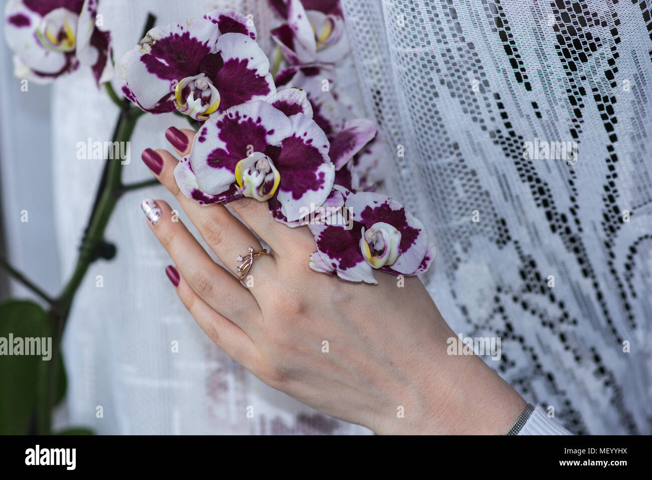 female hand holds beautiful pansy flowers by the window Stock Photo - Alamy