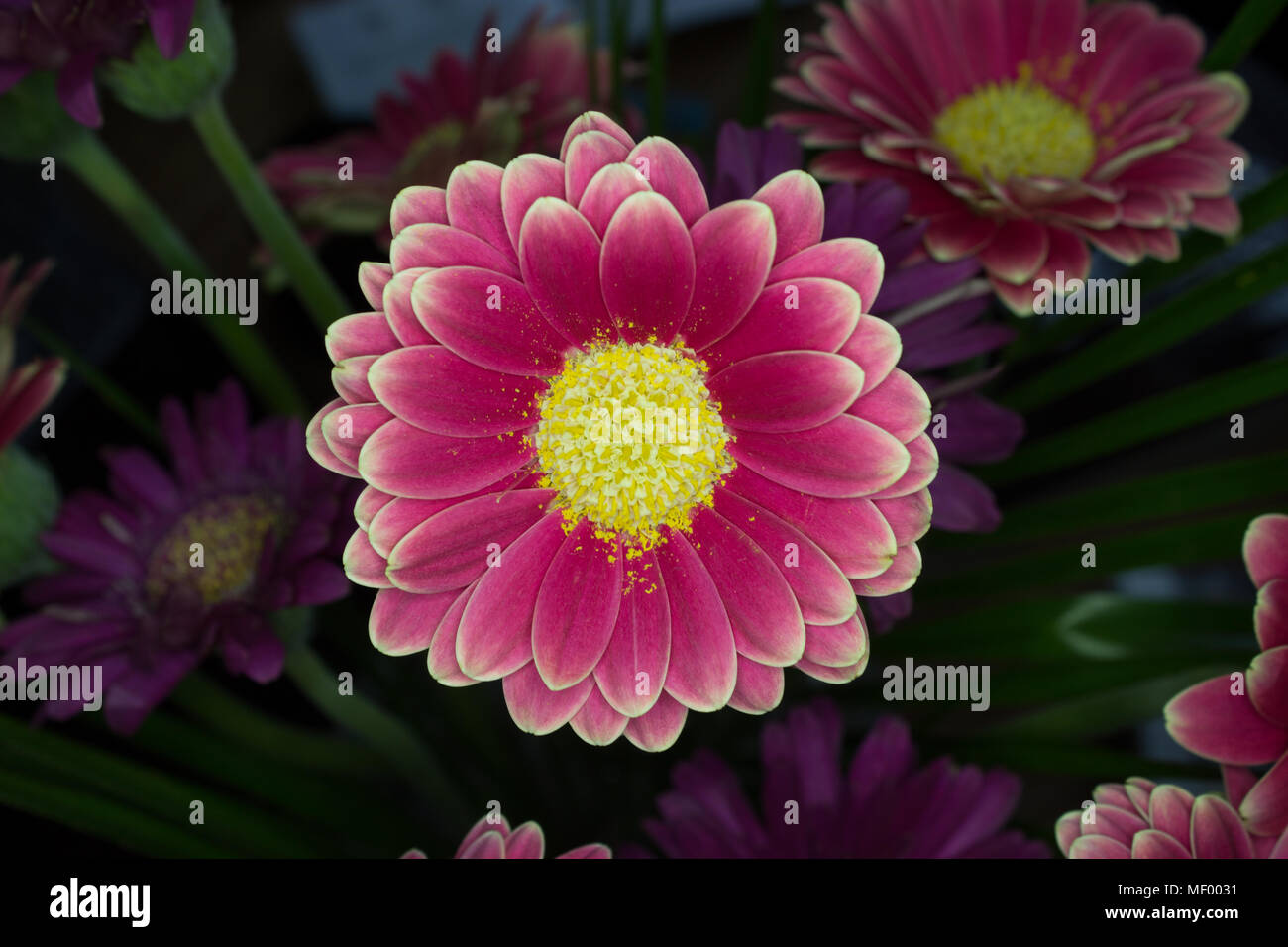Pink Red Yellow Daisy Gerbera Flowers White Roses Bouquet Stock Photo ...