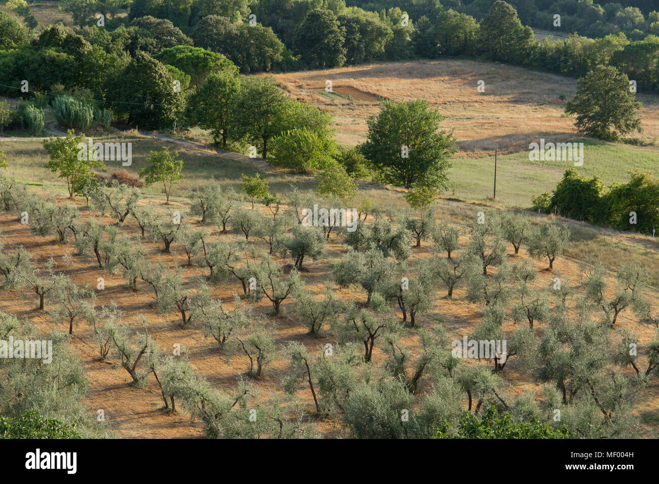 Italian Olive Grove Stock Photo - Alamy
