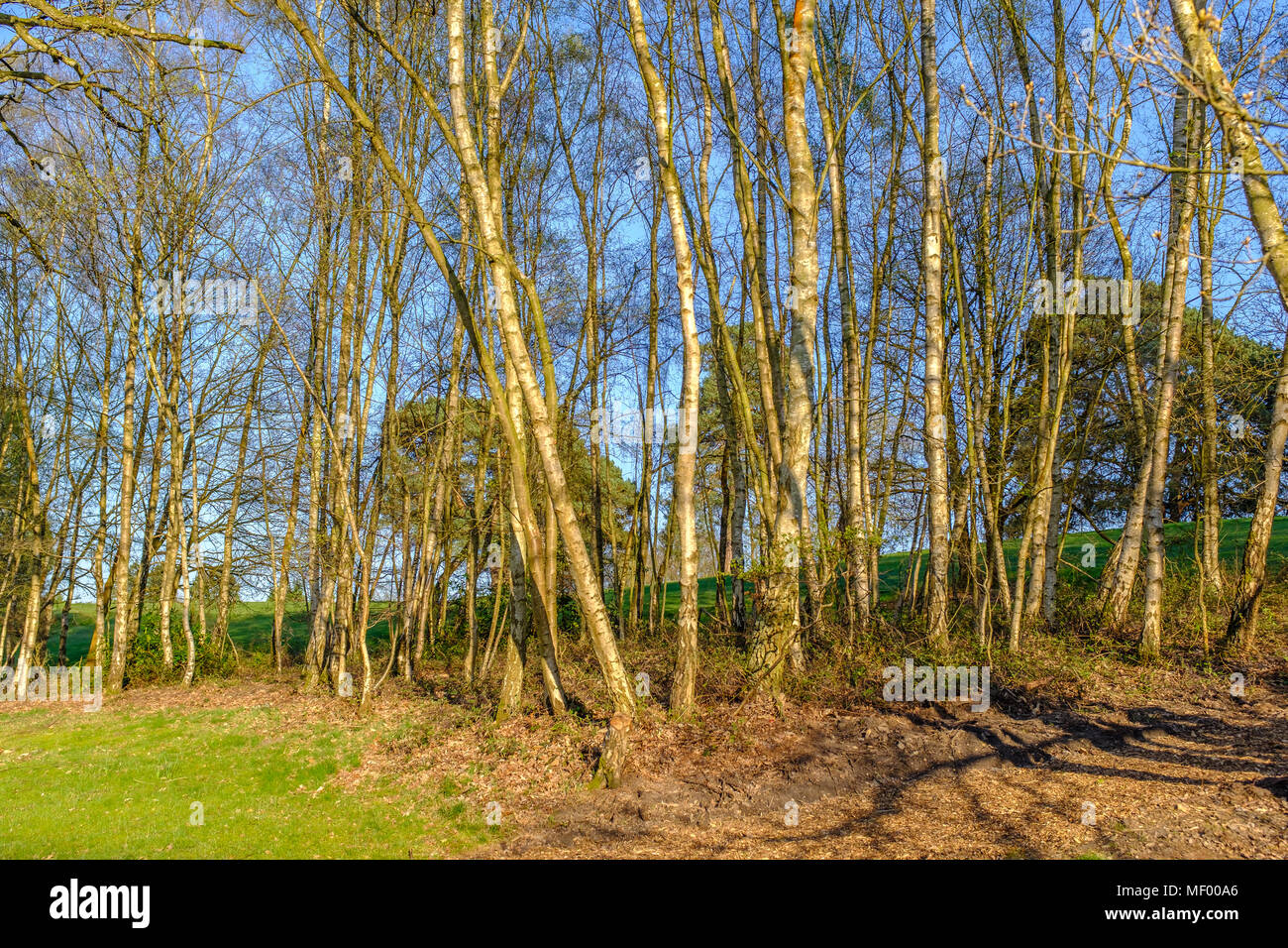Spring Silver Birch Trees High Resolution Stock Photography and Images ...