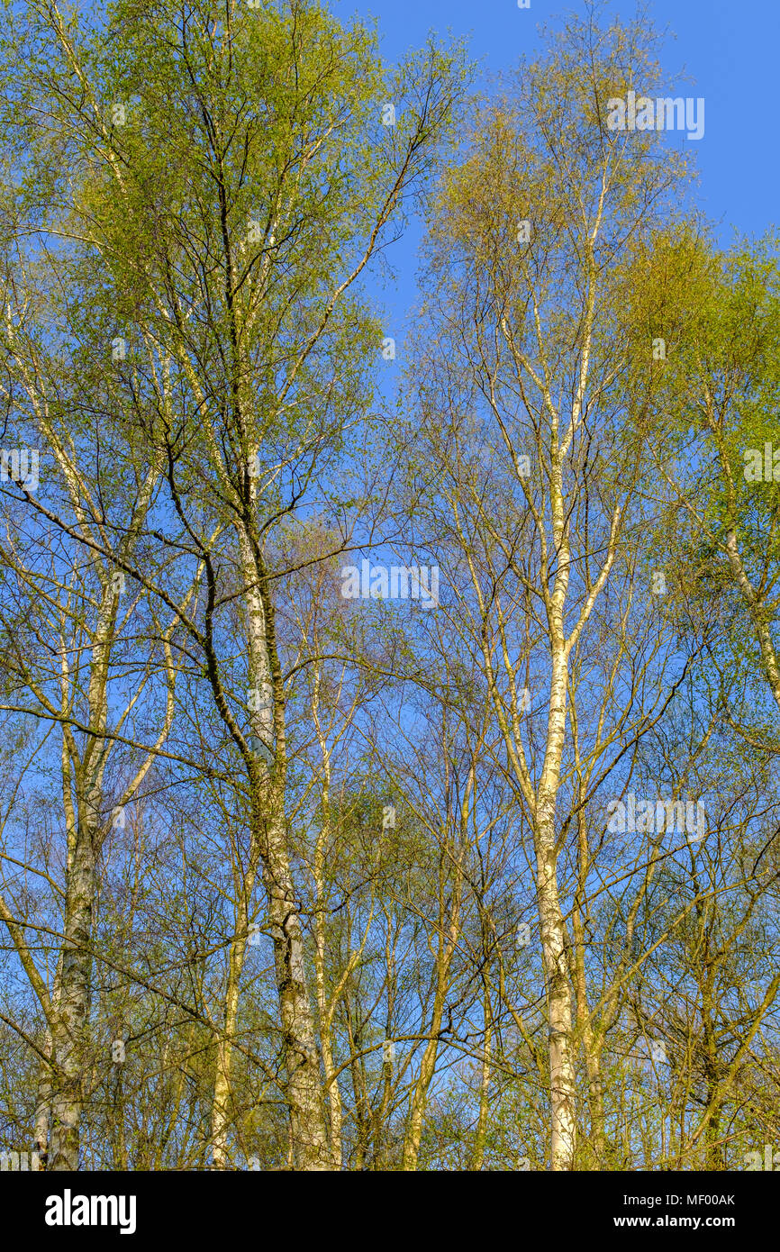 Silver birch trees in spring hi-res stock photography and images - Alamy