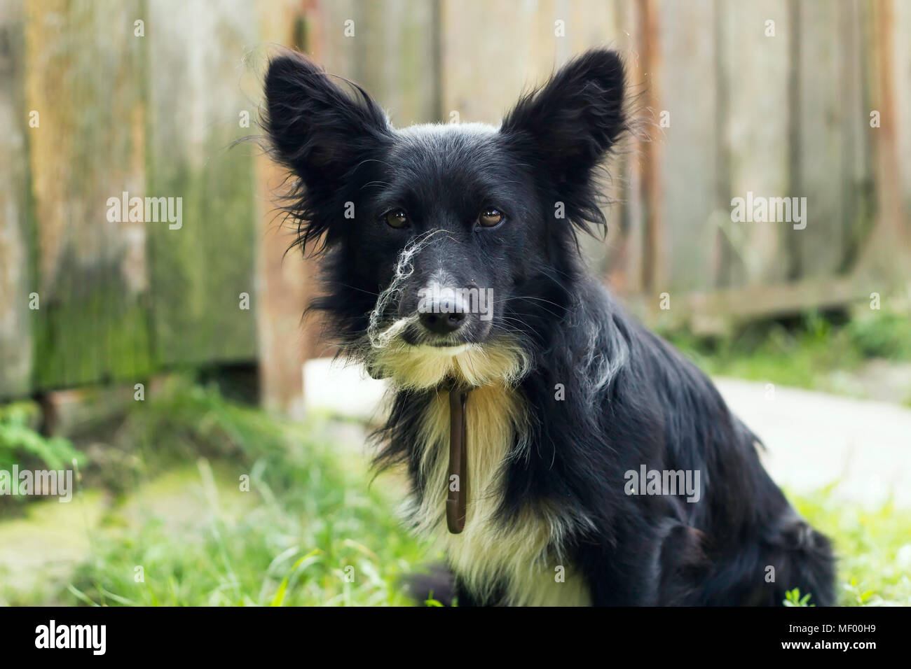 Dog looking into the camera Stock Photo - Alamy