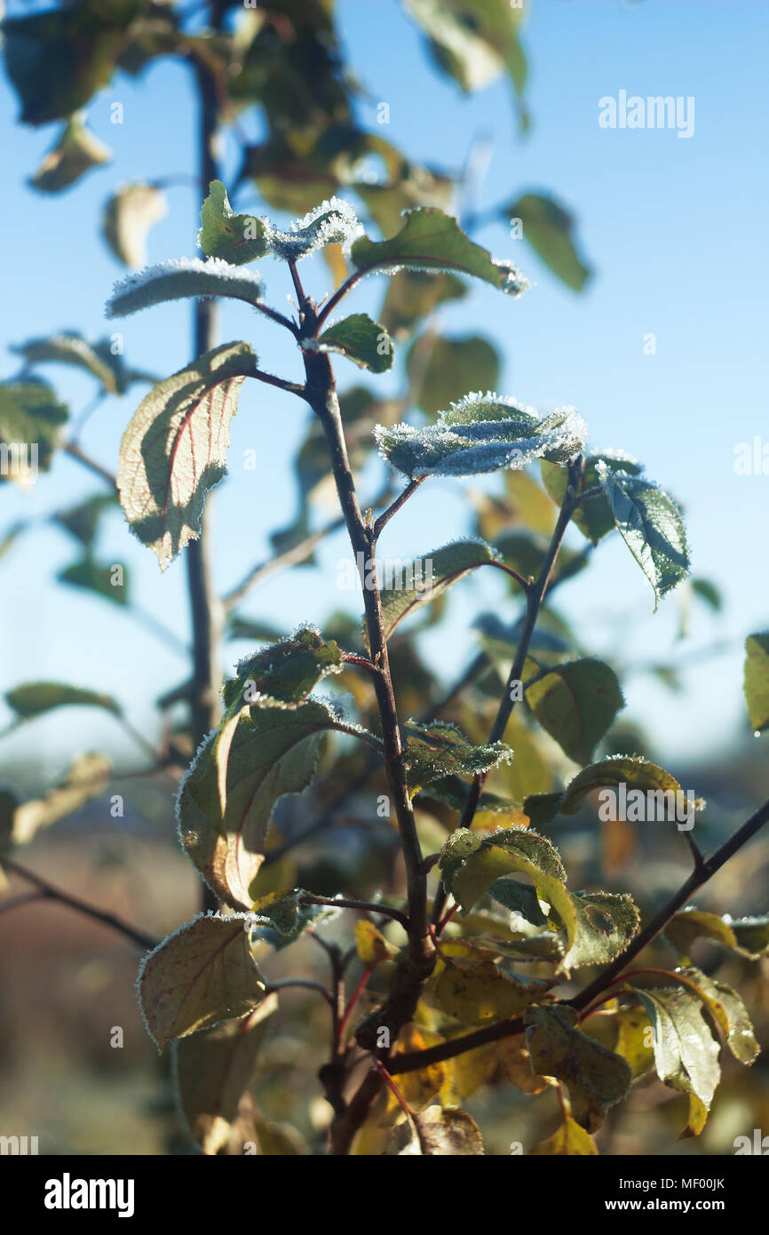Advection frost hi-res stock photography and images - Alamy