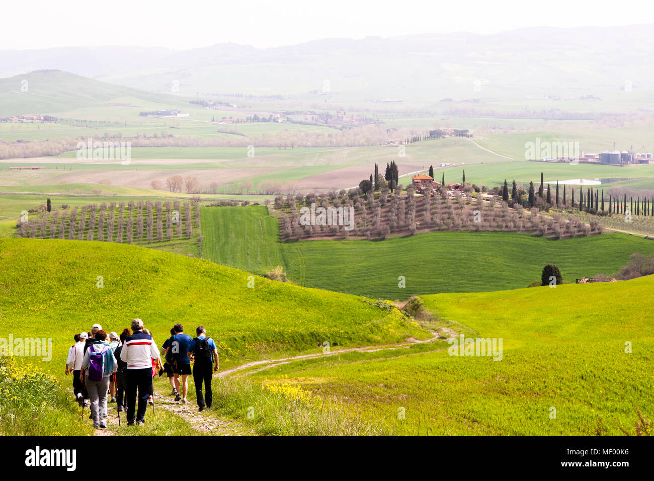 Hiking marathon through Tuscany. The fields still green, the olive ...