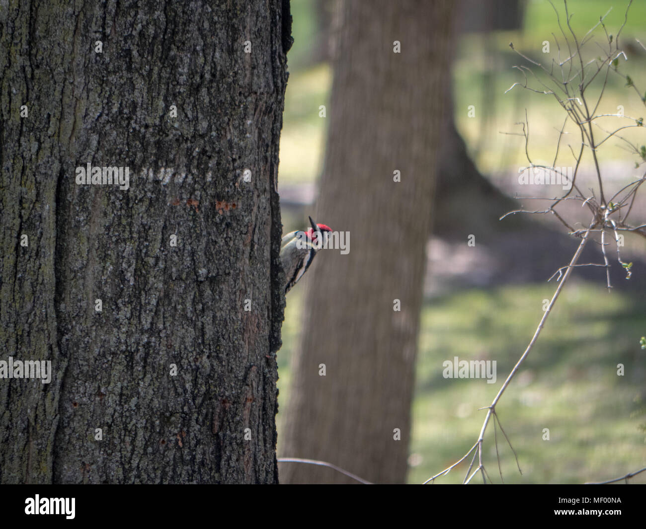 Sap sucker hi-res stock photography and images - Alamy