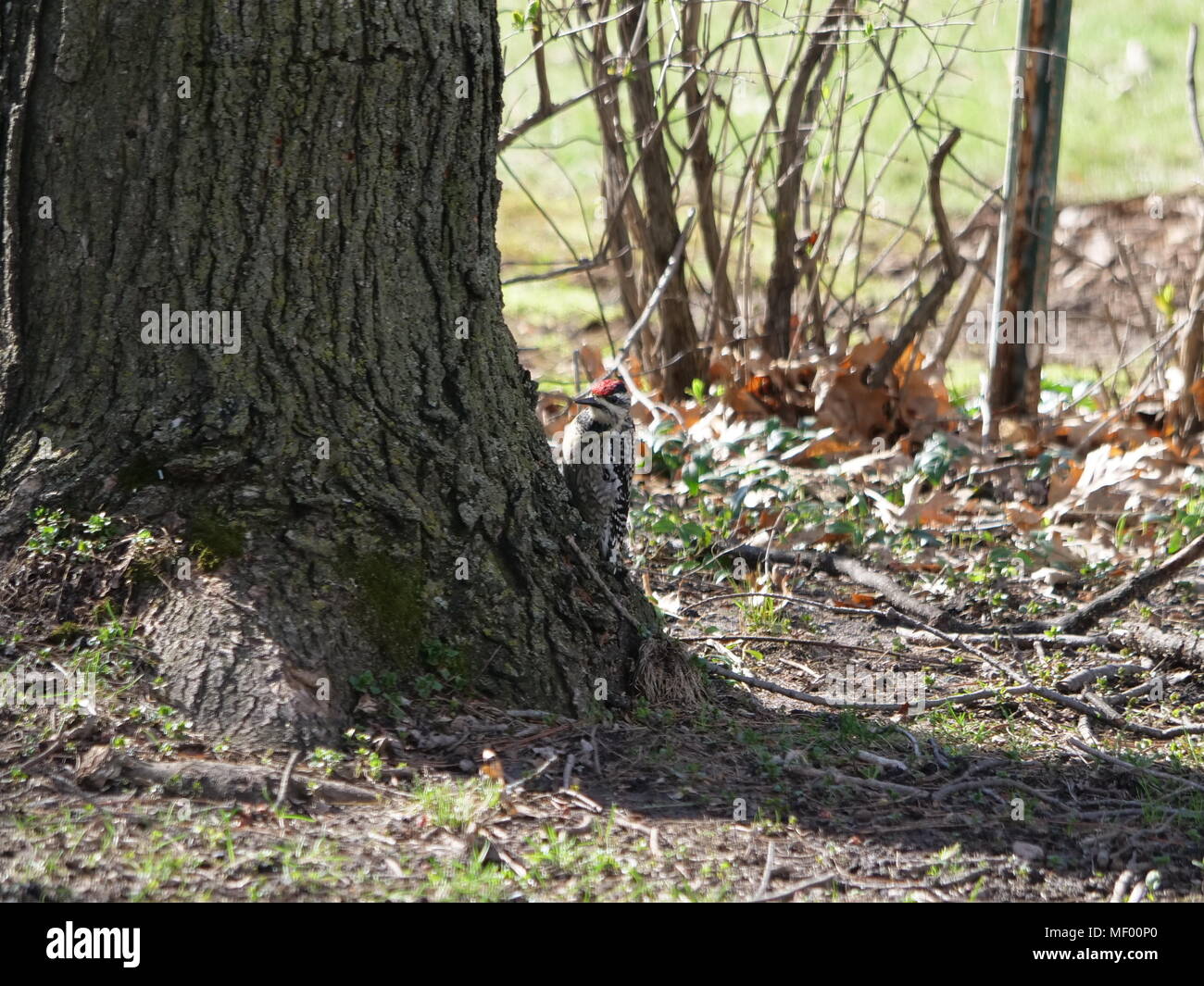 Yellow-bellied sapsucker getting sap from a tree Stock Photo - Alamy
