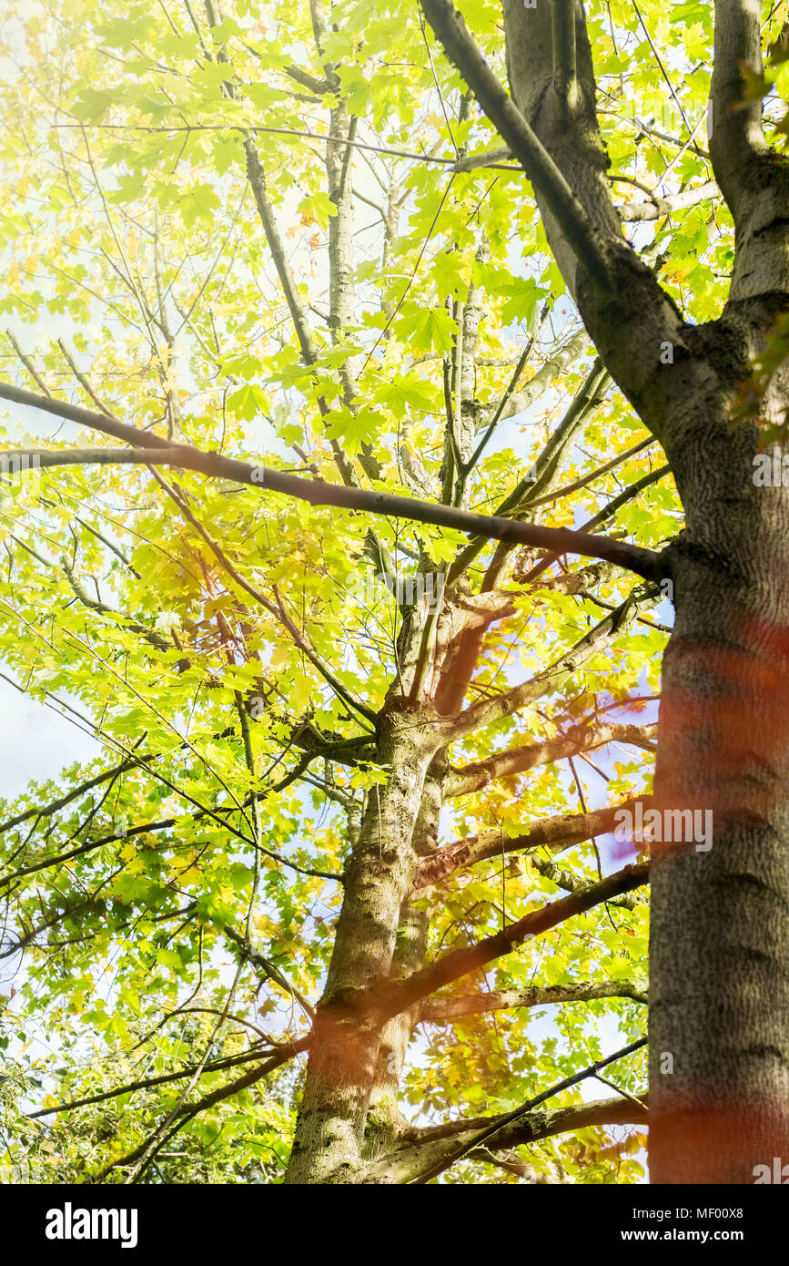 Autumn landscape. Colourful autumn trees with beautiful leaves. English ...