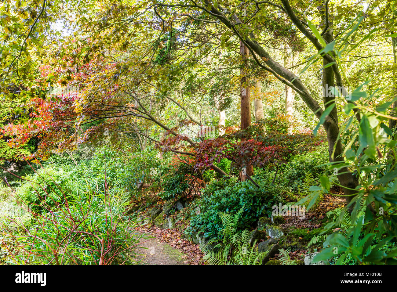 Autumn landscape. Colourful autumn trees with beautiful leaves. English ...
