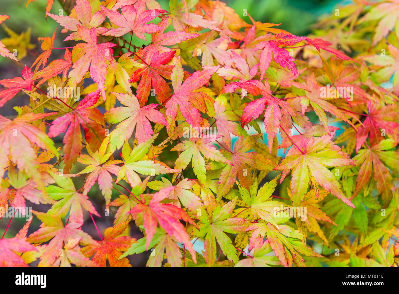 Close up of colourful autumn trees with beautiful maple leaves. English ...