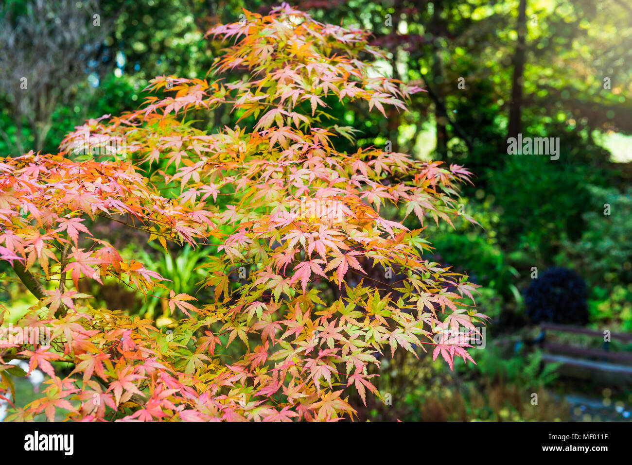 Autumn landscape. Colourful autumn trees with beautiful leaves. English ...