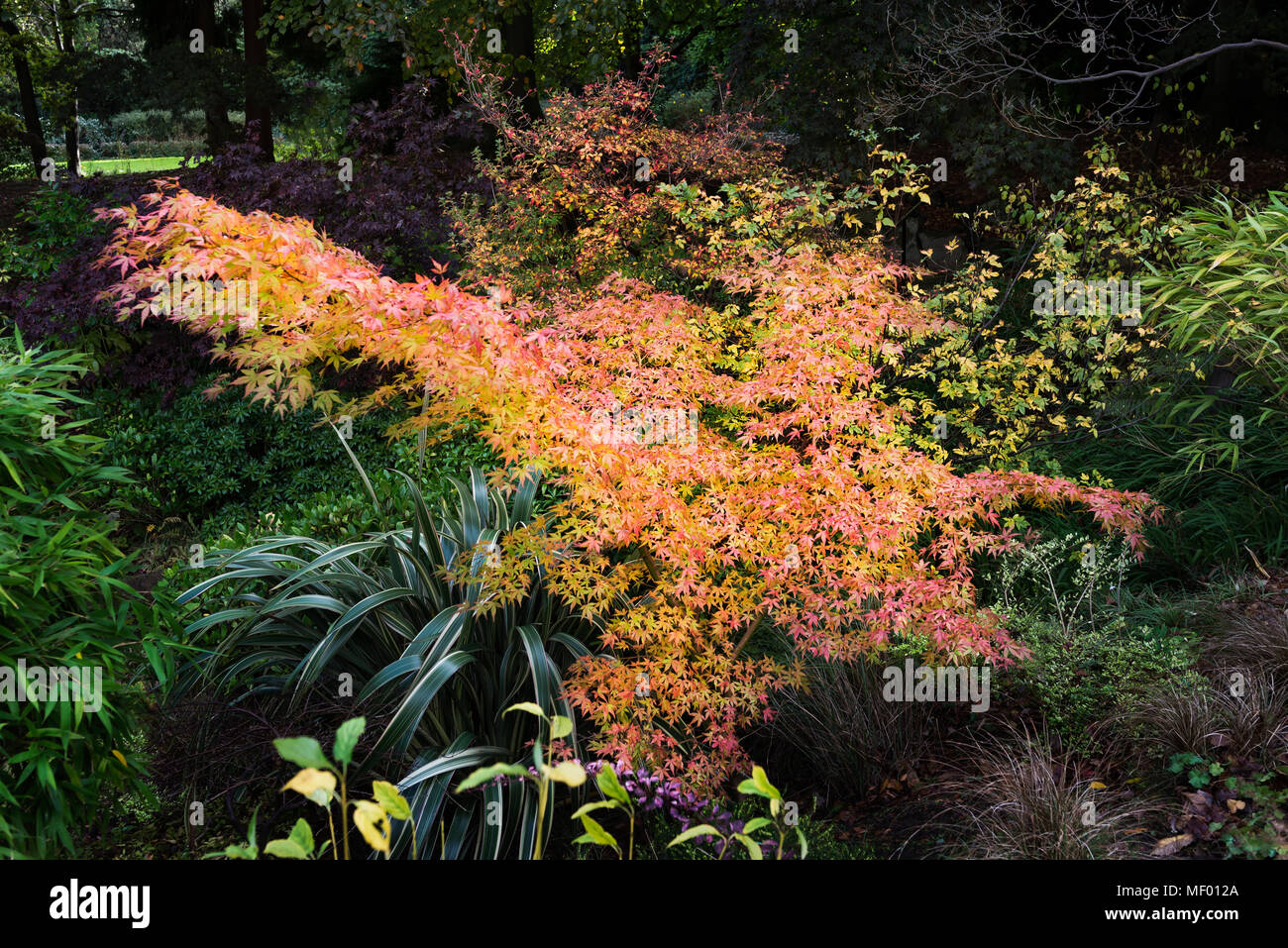 Autumn landscape. Colourful autumn trees with beautiful leaves. English ...