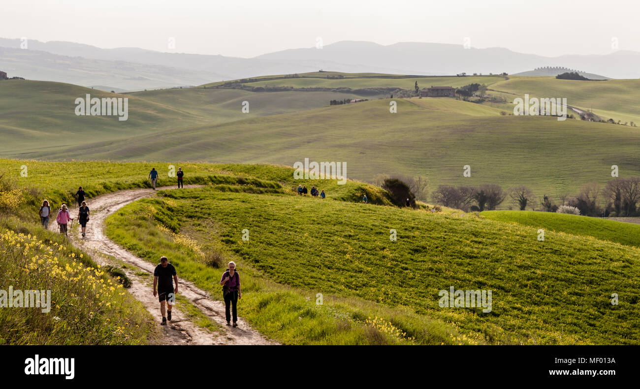 Hiking marathon through Tuscany. Tuscan landscape in spring, green ...