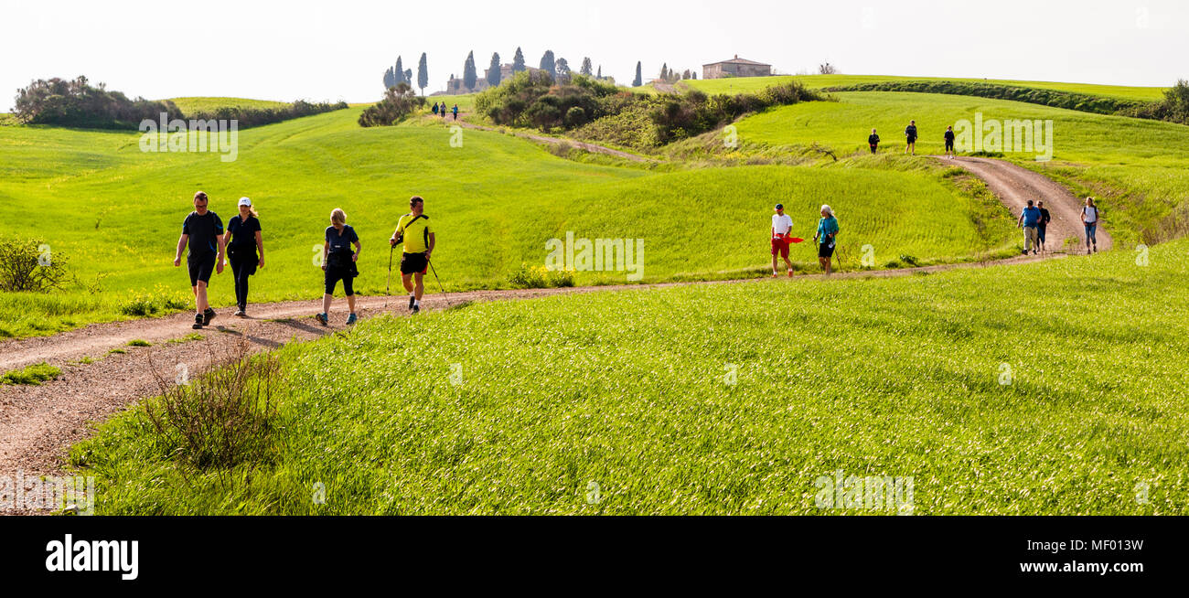 Hiking marathon through Tuscany. Tuscan landscape in spring, green ...