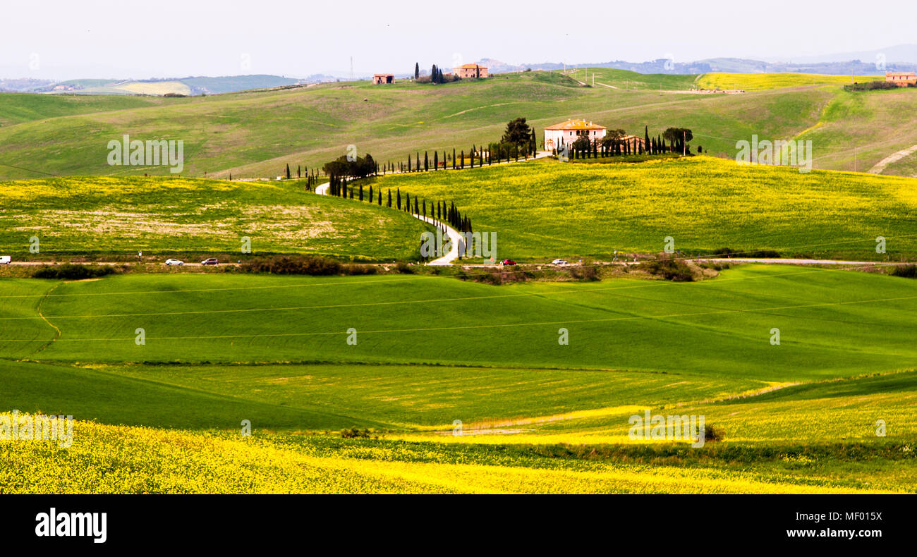 Tuscan landscape in spring, green fields, cypreses and olive trees ...