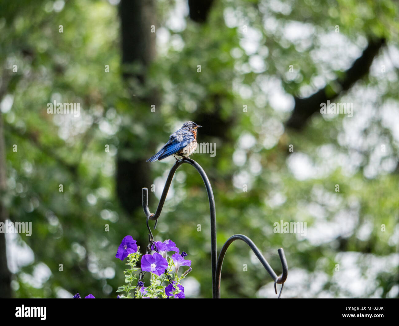 Blue bird male ruffles weathers after a bath Stock Photo - Alamy