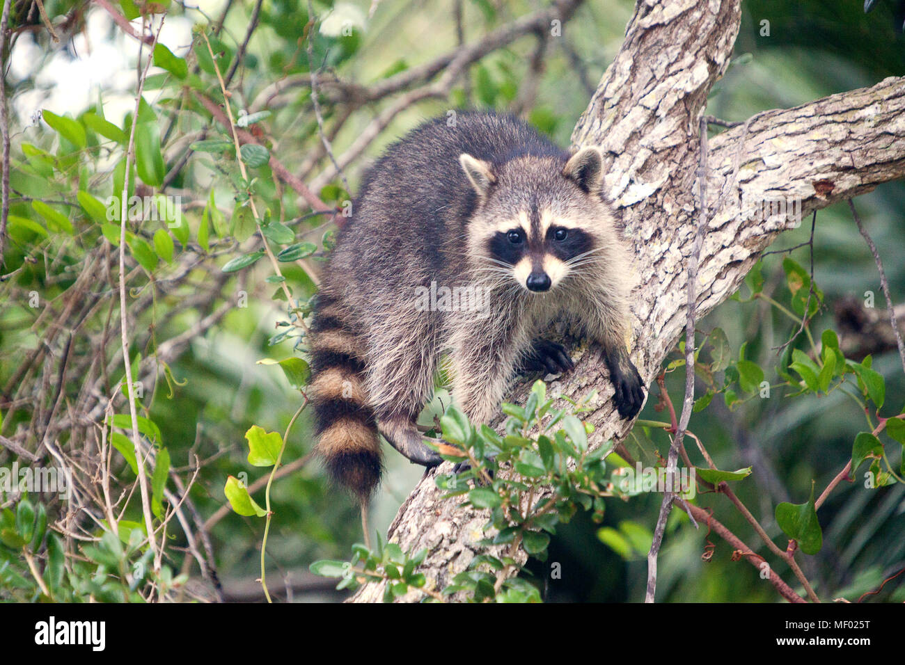 Racoon on tree branch hi-res stock photography and images - Alamy