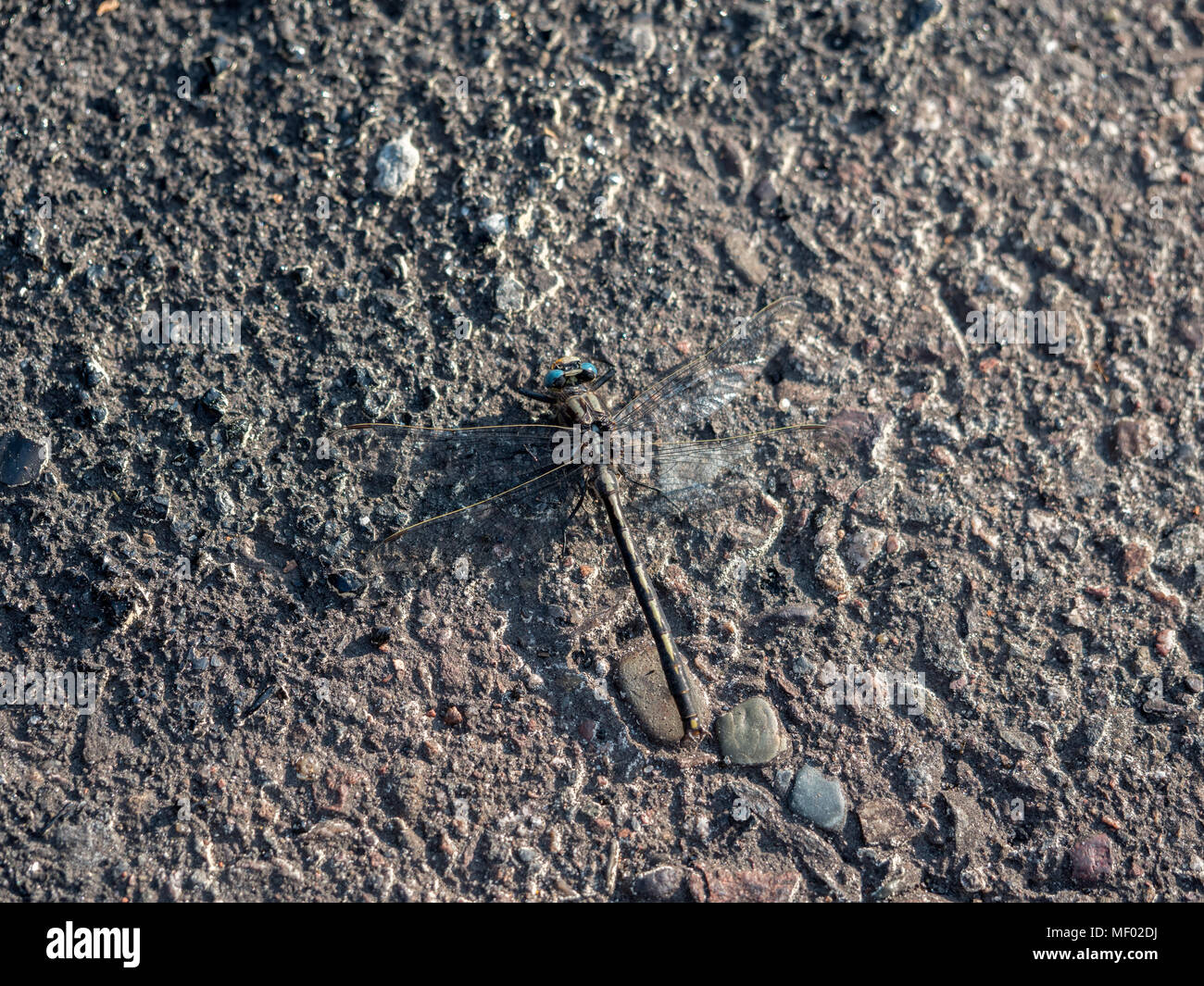 Horned clubtail dragonfly resting on the ground Stock Photo - Alamy