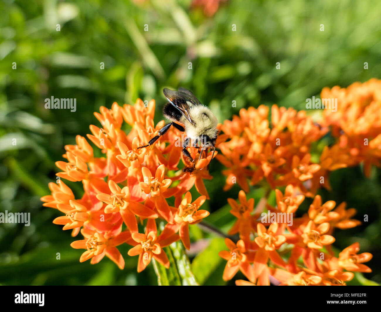 Bumblebee retrieving nectar from a Indian paintbrush flower on the ...