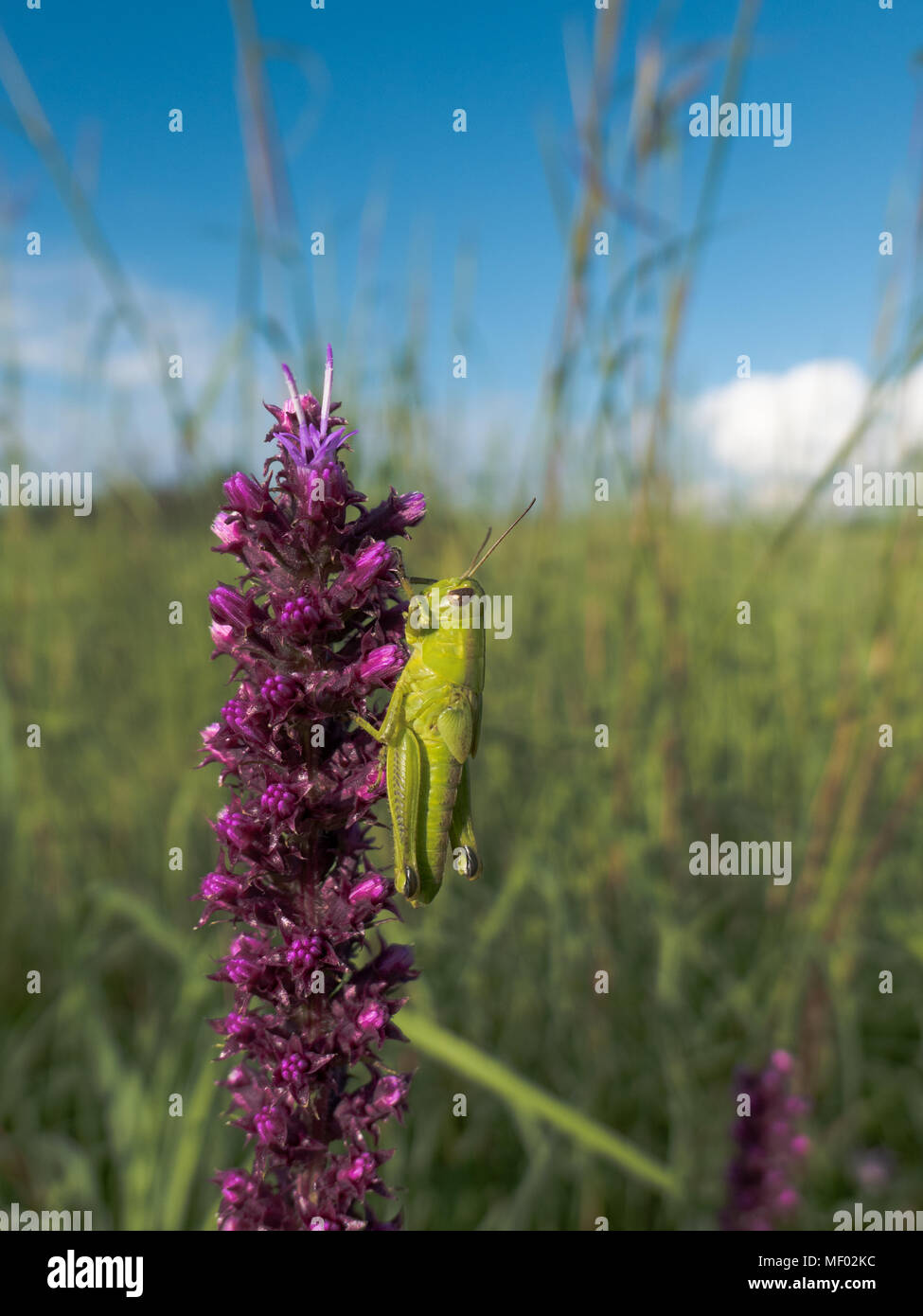 Prairie grasshopper hi-res stock photography and images - Alamy