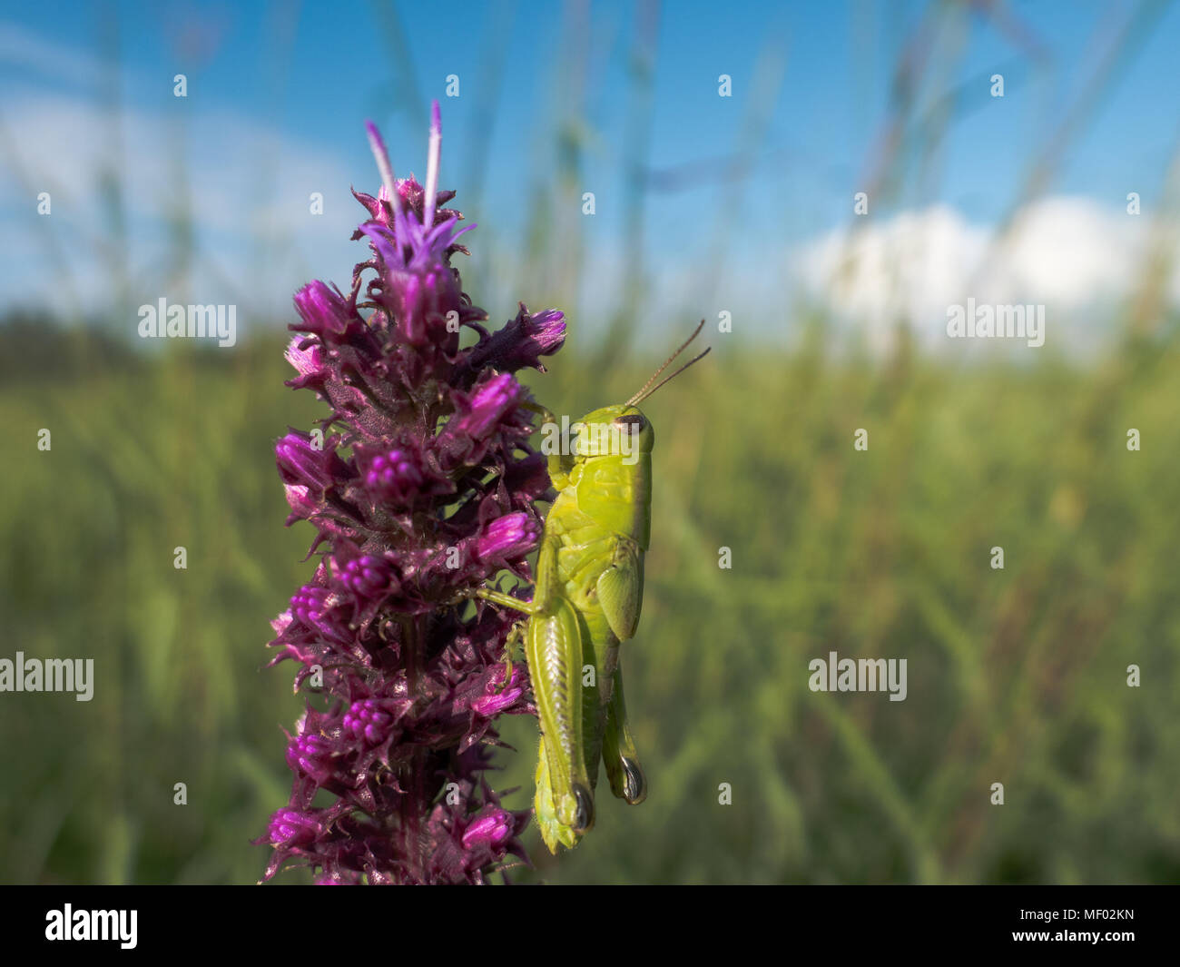 Prairie grasshopper hi-res stock photography and images - Alamy