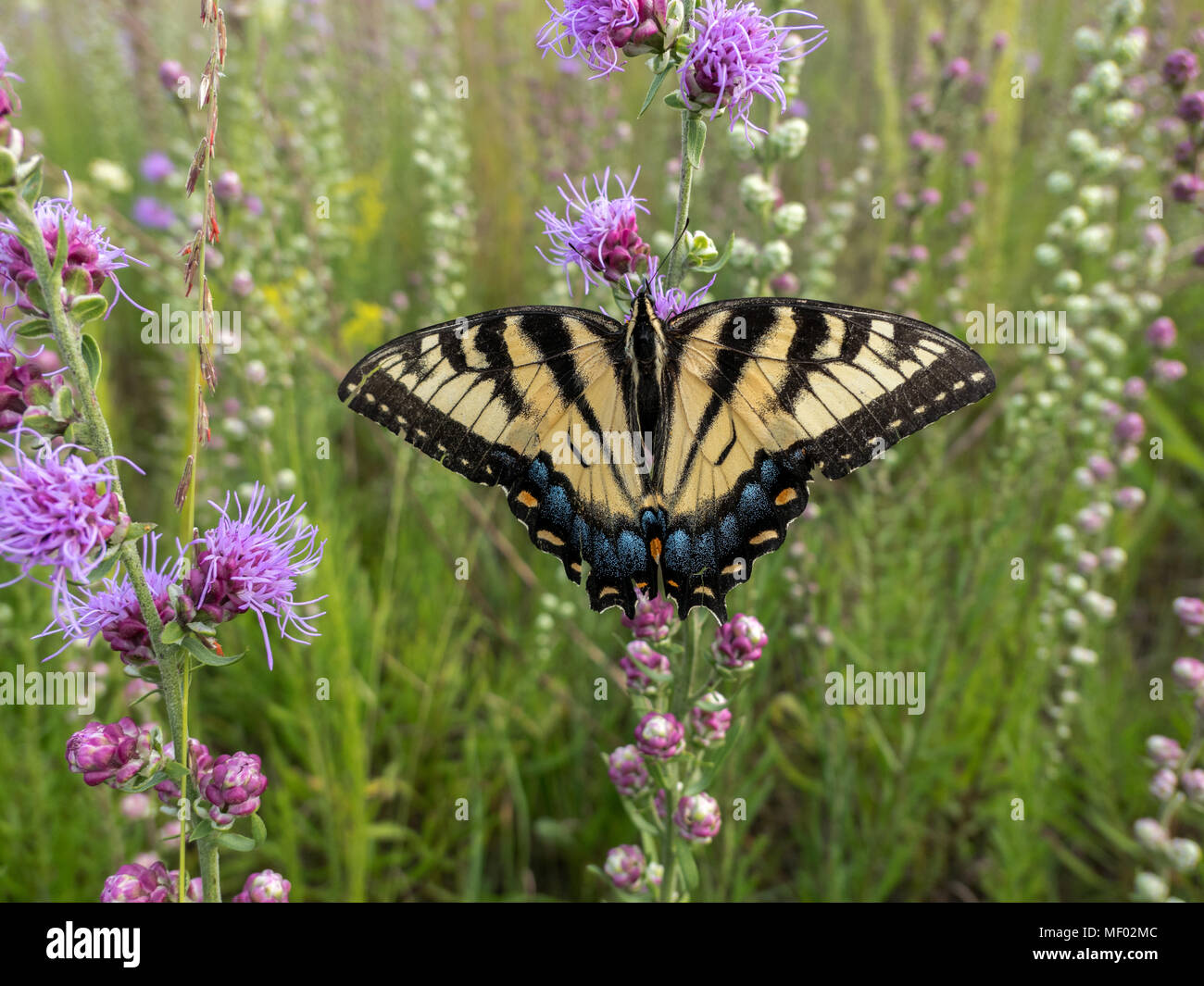 Large swallowtail butterfly getting nectar from a prairie blazing star ...