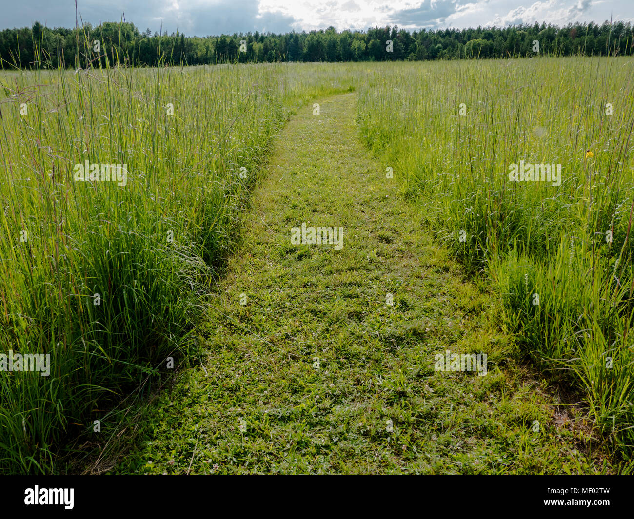 Path through the prairie in summer Stock Photo - Alamy