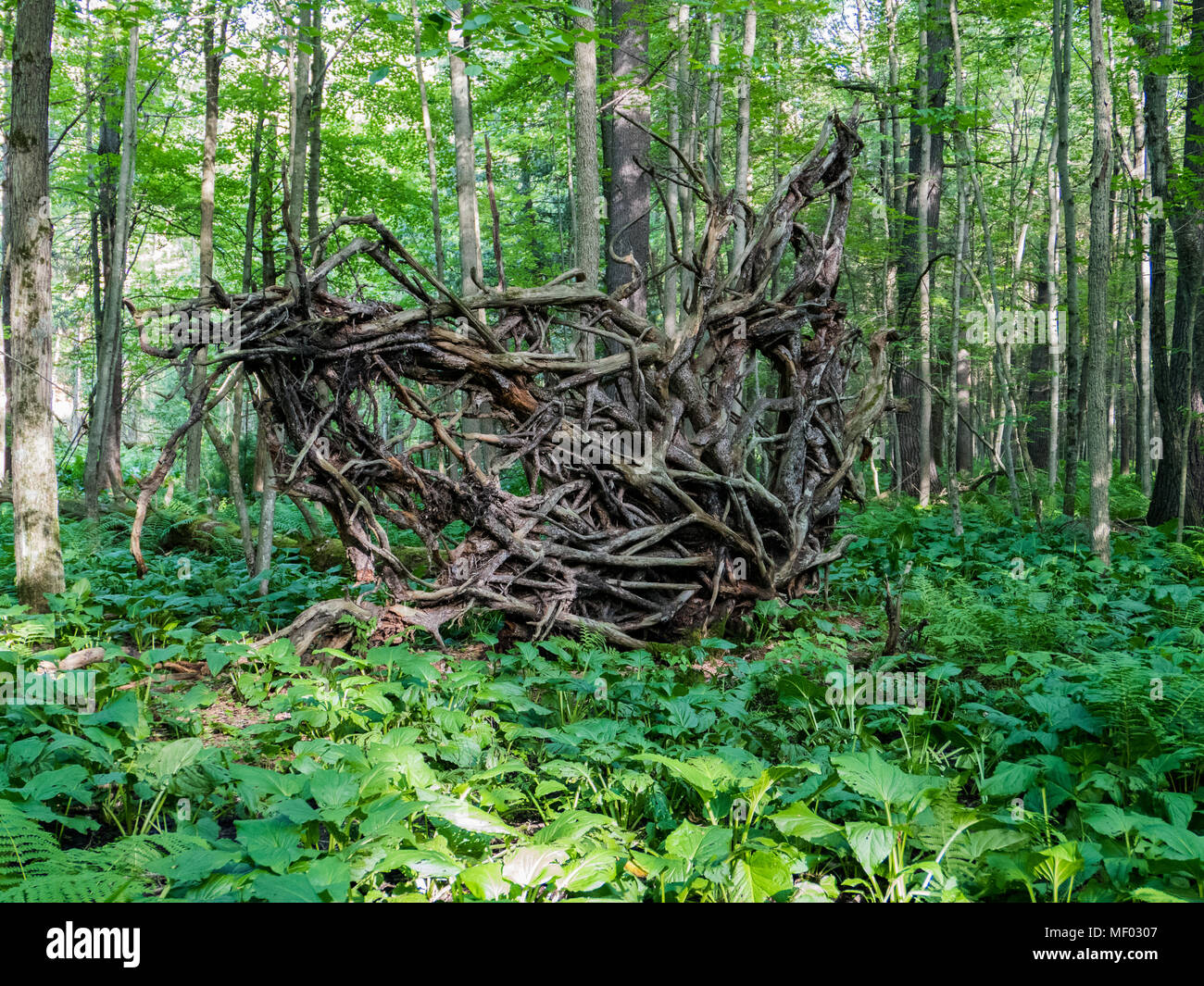 Uprooted tree deep in the woods Stock Photo - Alamy