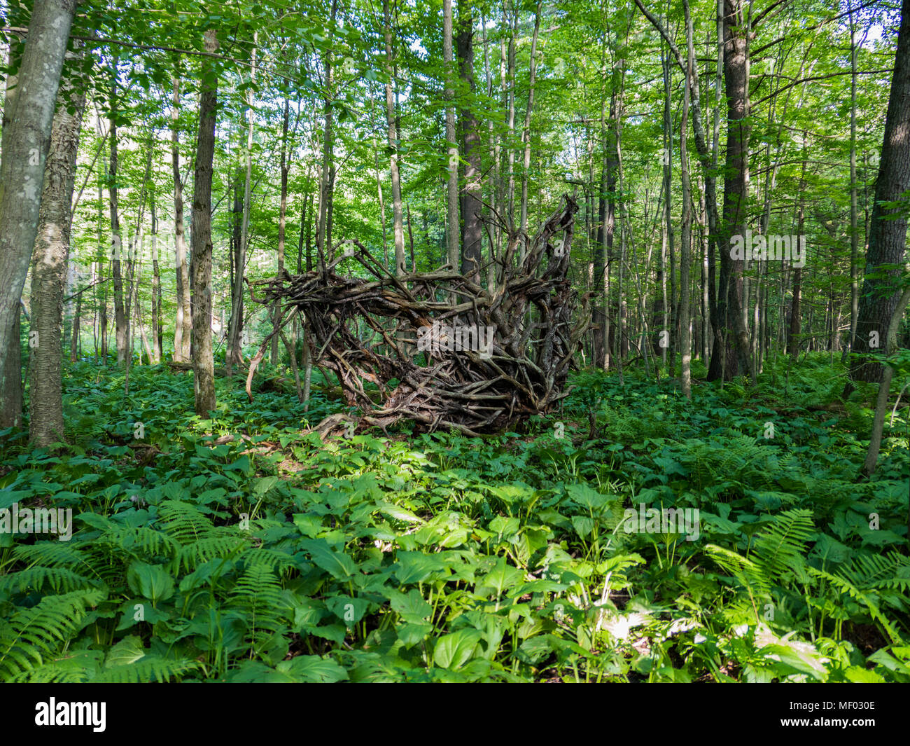 Uprooted tree deep in the woods Stock Photo - Alamy