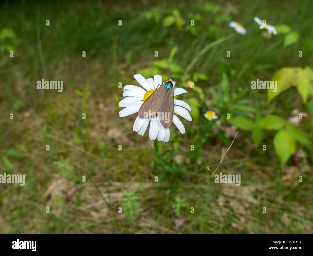 Virginia state insect hi-res stock photography and images - Alamy