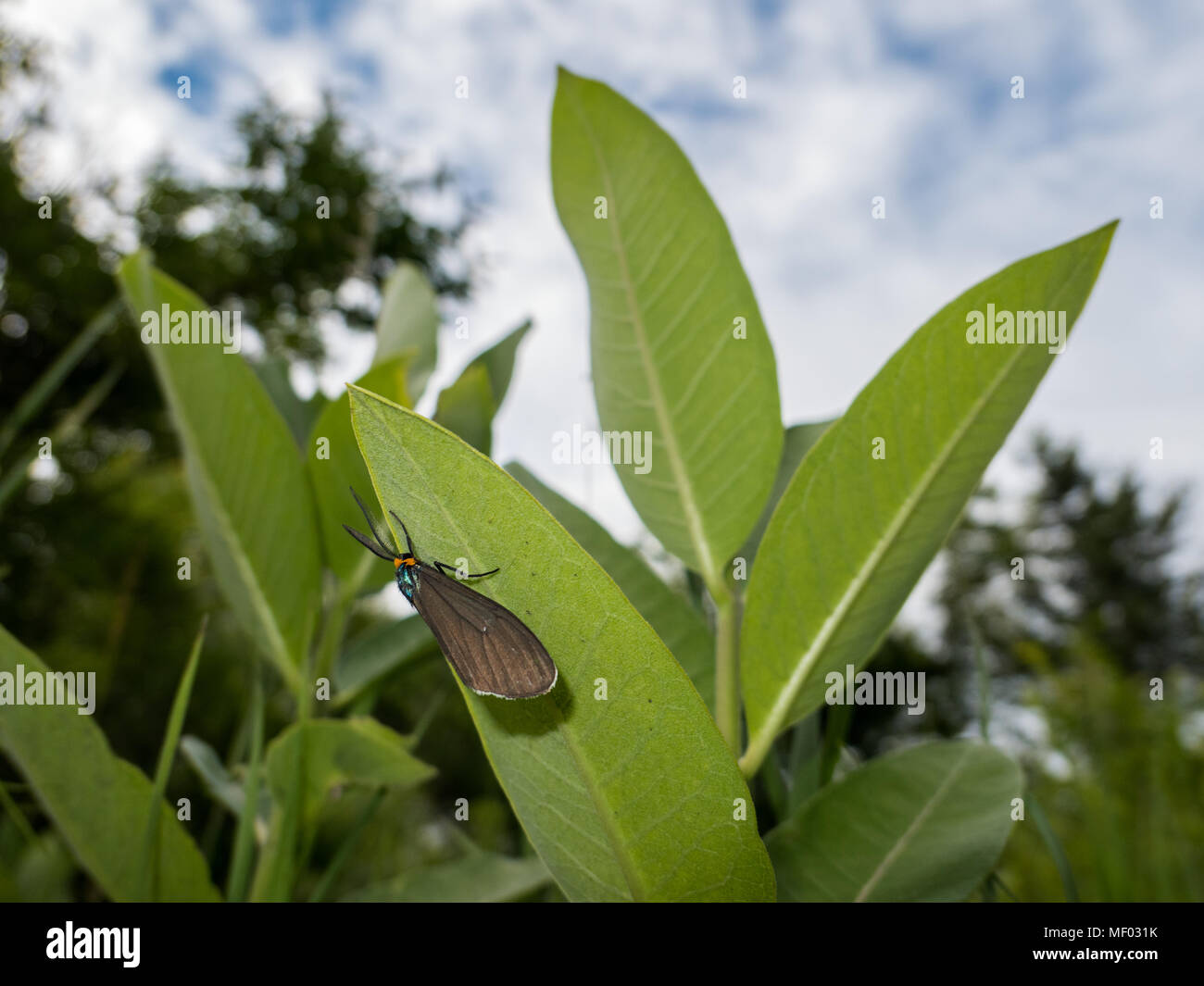 Virginia Moths High Resolution Stock Photography and Images - Alamy