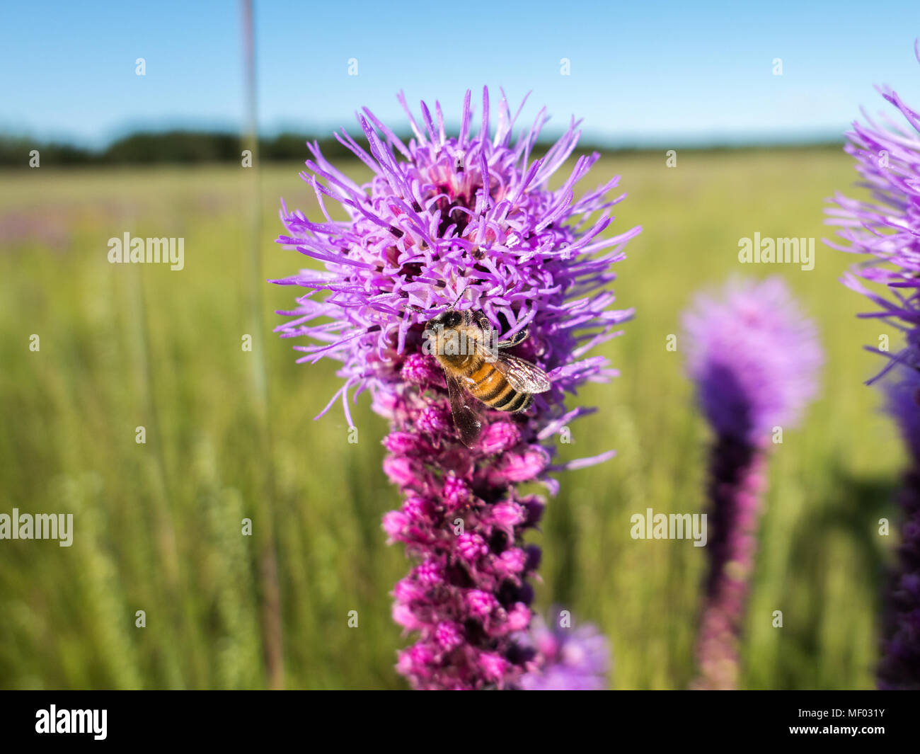 Hunting in western prairie hi-res stock photography and images - Alamy