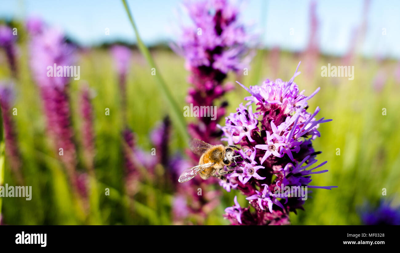 Prairie flowers hi-res stock photography and images - Alamy