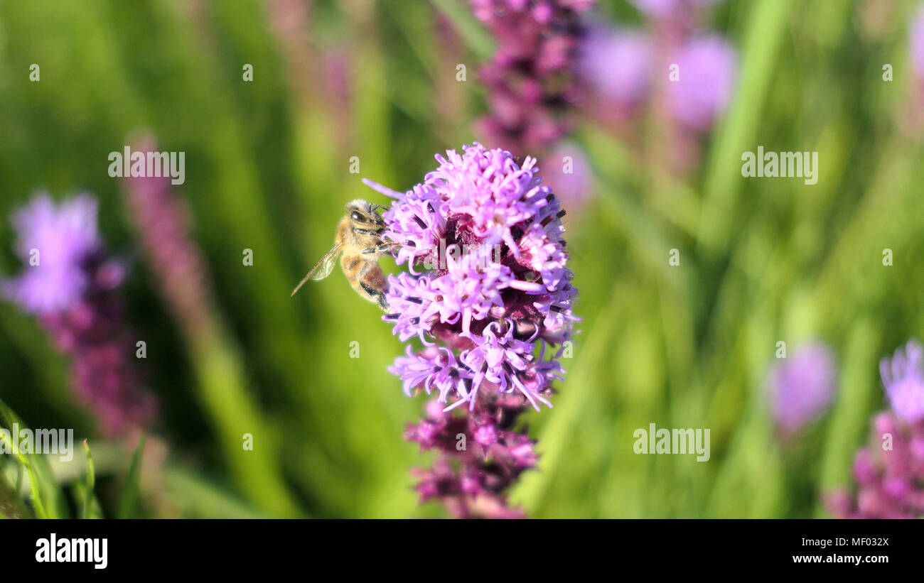 Prairie flowers hi-res stock photography and images - Alamy