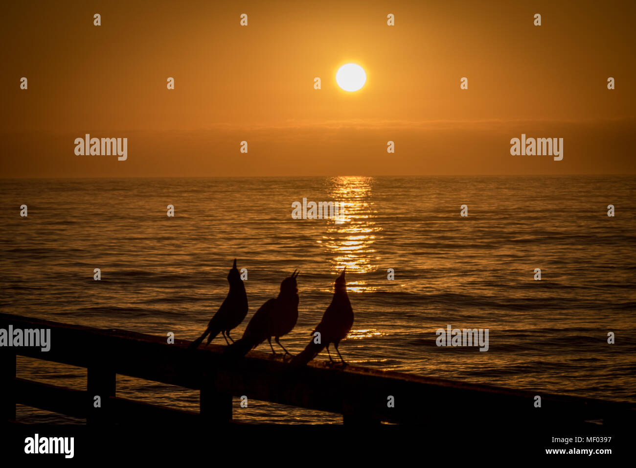 Early morning birds singing hi-res stock photography and images - Alamy
