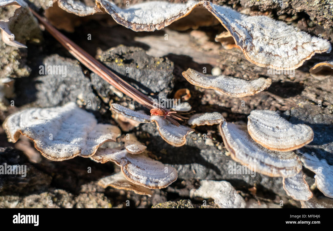 Small red insect on large tree fungus Stock Photo - Alamy