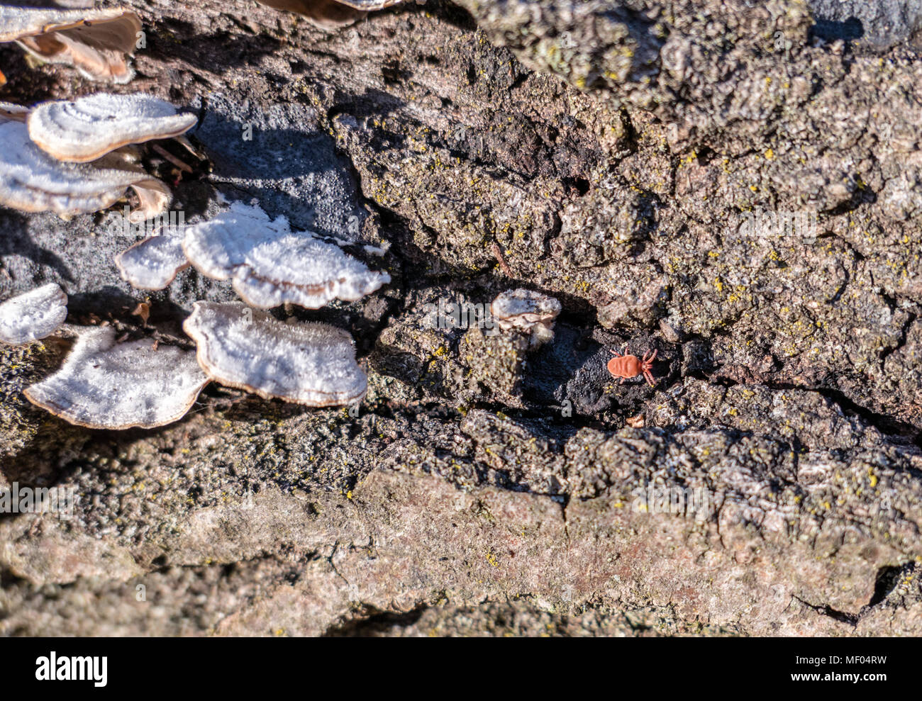 Small red insect on large tree fungus Stock Photo - Alamy