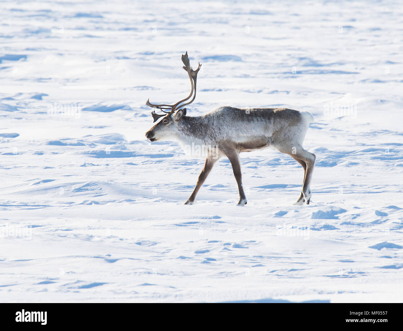 Caribou tundra canada hi-res stock photography and images - Alamy