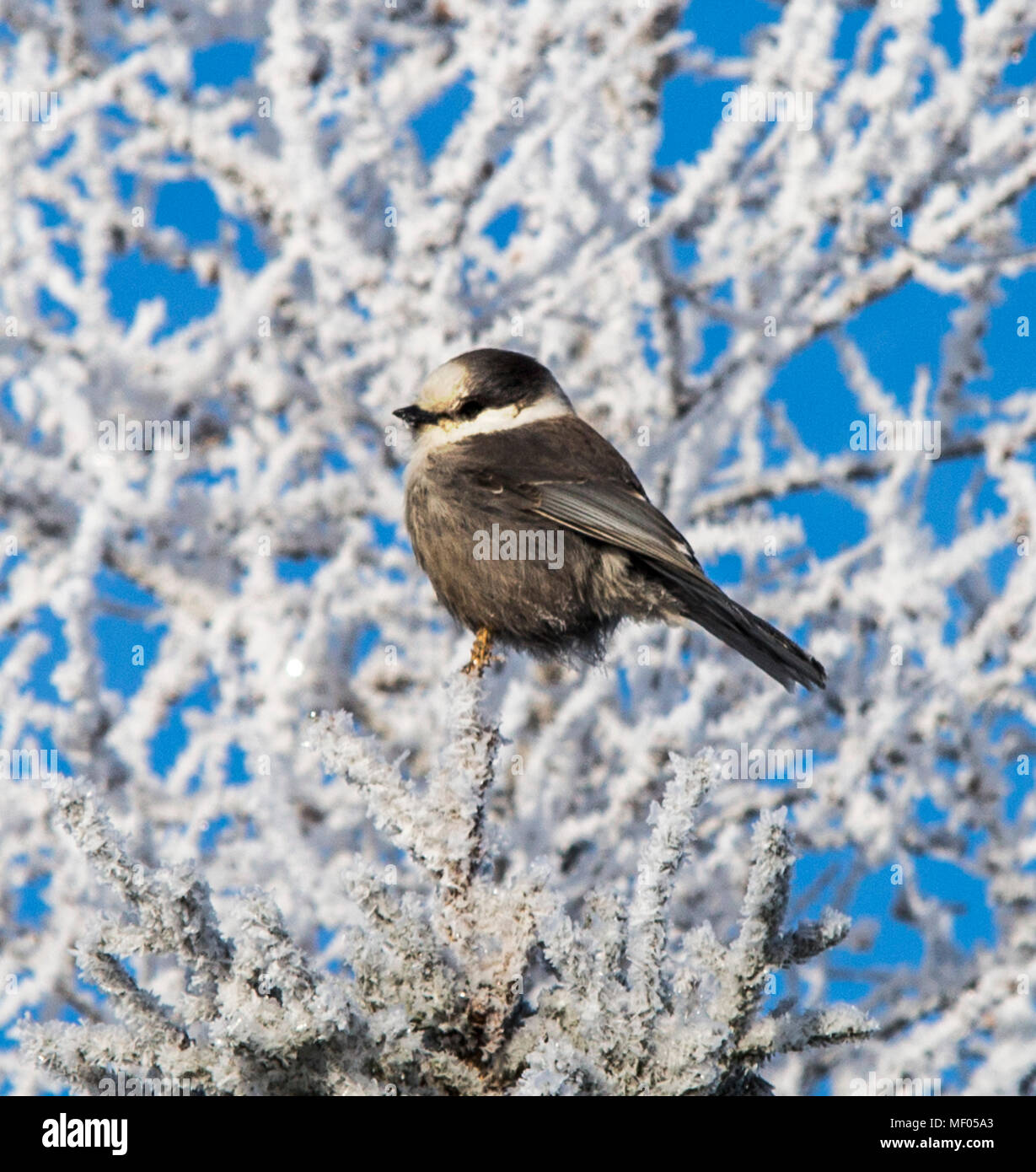 Whiskey jack jay bird hi-res stock photography and images - Alamy