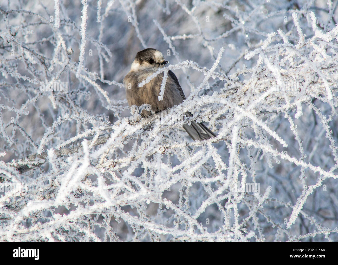 Gray jay or as they are called, Whisky Jack, sitting in a tree covered ...