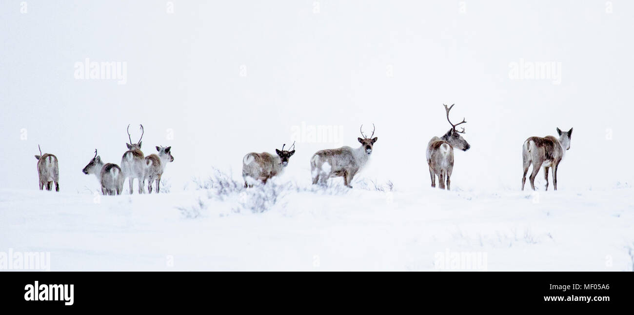 Woodland caribou hi-res stock photography and images - Alamy