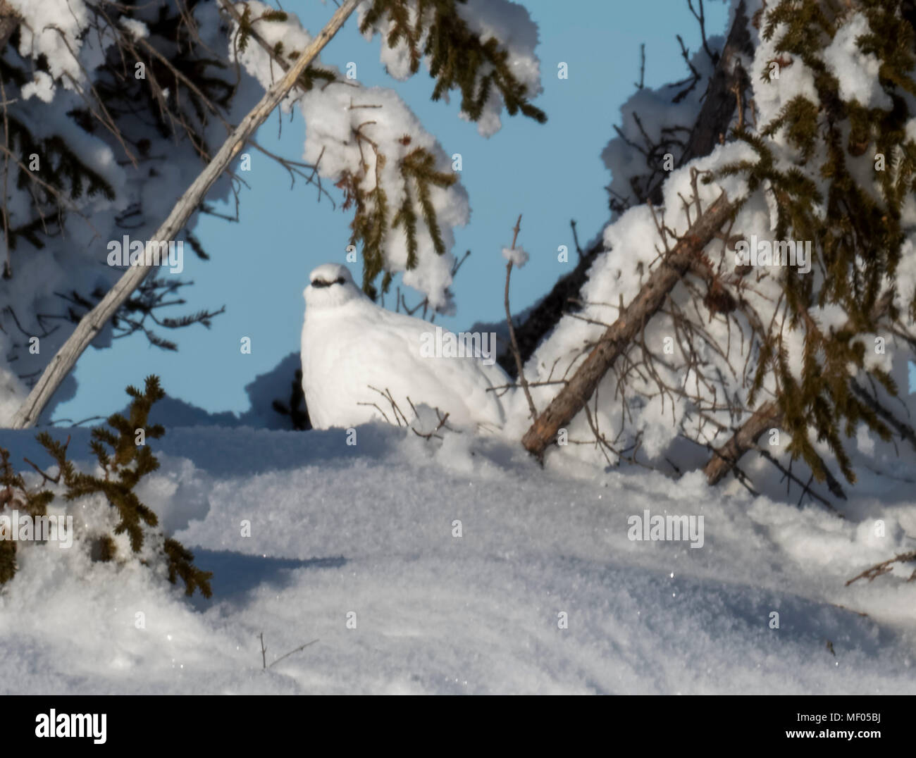 Animals that turn white in winter hi-res stock photography and images ...